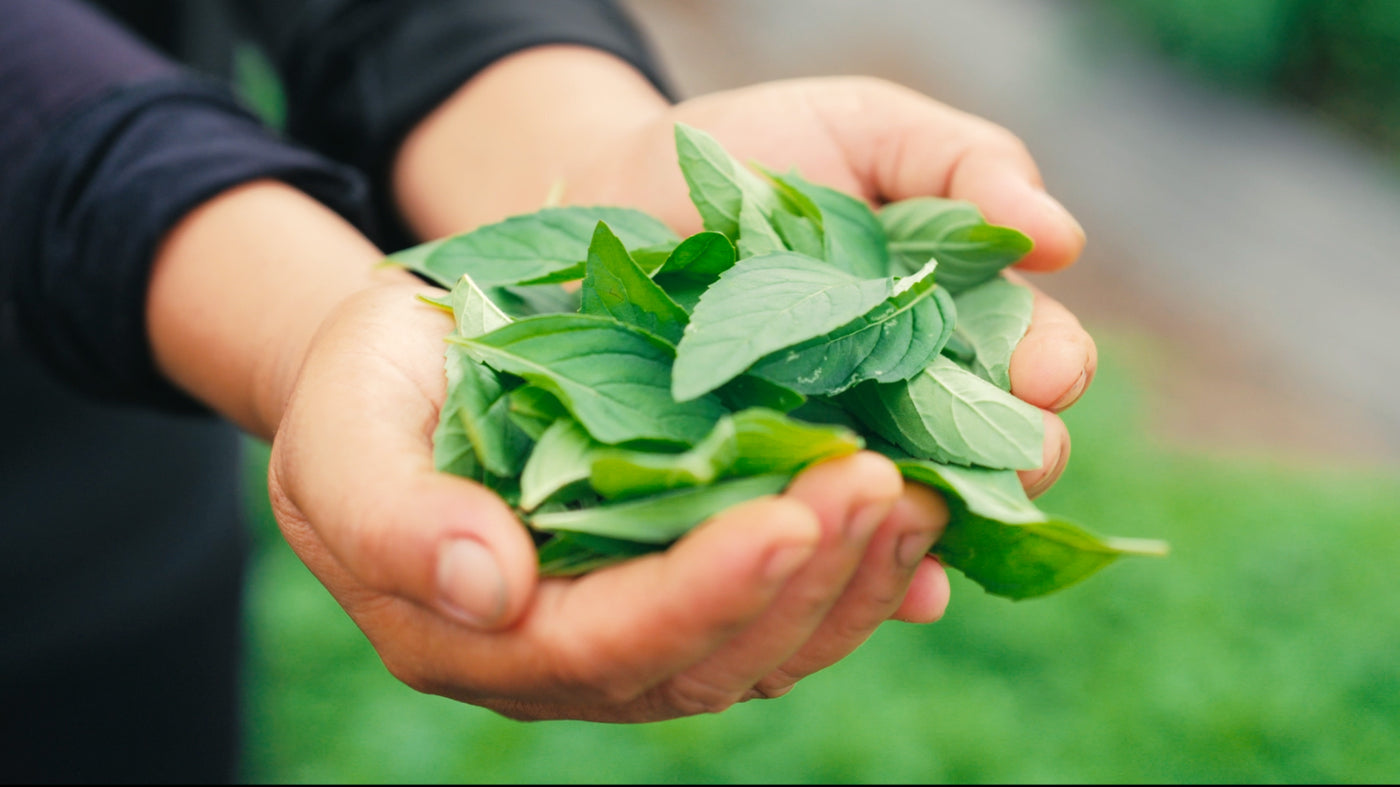 Tsaa Laya | Exquisite Tea Collections of the Philippines