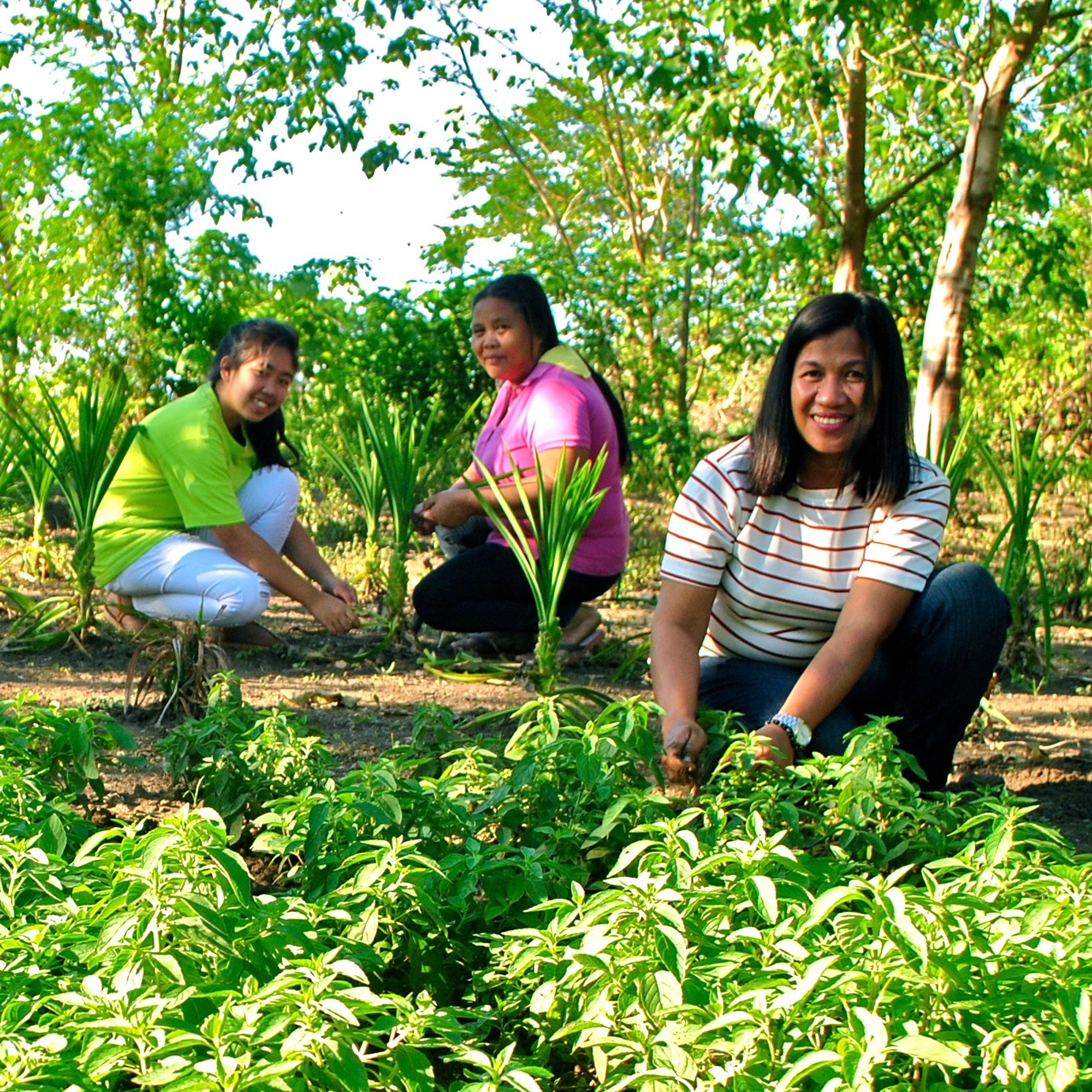 Tsaa Laya - About Us